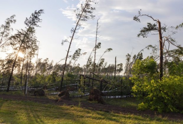 Your Tree is under stress- Signs, and Symptoms to watch out - Canden Garden