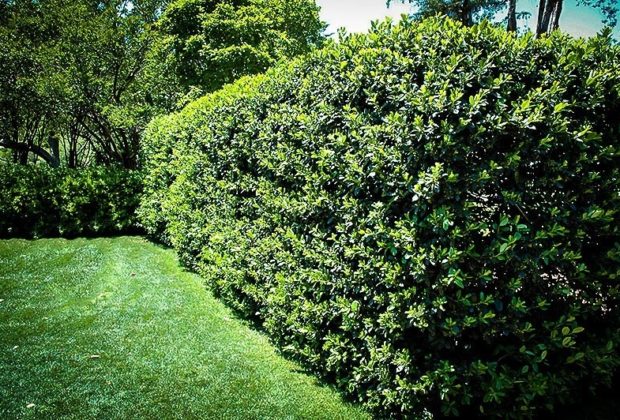 How to create a Beautiful Holly Hedge - Canden Garden