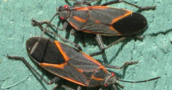 3 Indoor Bugs to Look Out For - Canden Garden