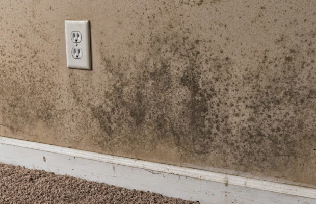 How To Get Away With Mold In Your House? - Canden Garden