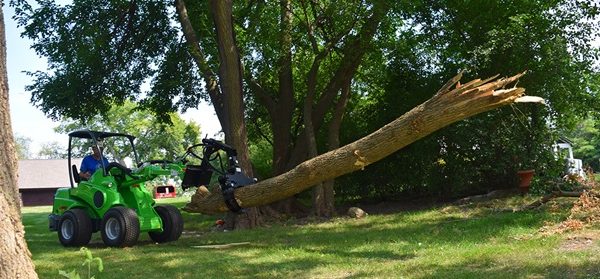 Call Tree Services Austin, Texas to Take Care of Your Trees - Canden Garden