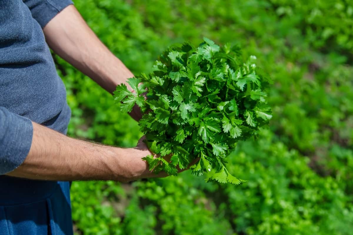 What Are Some Tips on Choosing the Right Variety of Coriander Seeds for ...